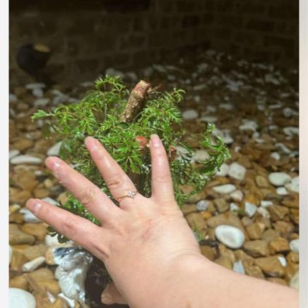 Indoor Plant Potting Soil - Puck: Soil That Swells for Effortless ...