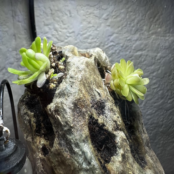 Pinguicula Sethos Butterwort Carnivorous Plant Bare Root Starter - Etsy