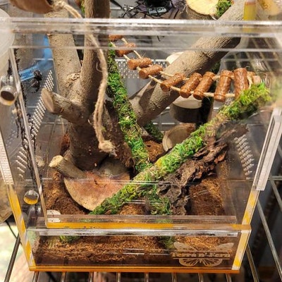 3D Printed Magnetic Spider Platforms Set of 3, Terrarium Platforms - Etsy