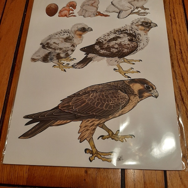 Peregrine Falcon Growth Chart Poster Science Wall Art - Etsy