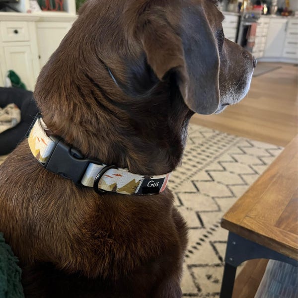 Green Chevron Dog Elite Bundle Custom Dog Collar, Leash and Harness ...