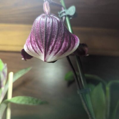 Miltoniopsis Maui Passion love Lace Edie Brown 4 Pot - Etsy