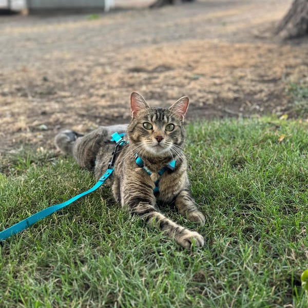 ESCAPE Proof CAT HARNESS, Adjustable Safety Adventure Cat Harness ...