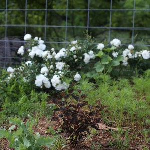 Salix Koriyanagi 'rubykins' Korean Basket Willow - Etsy
