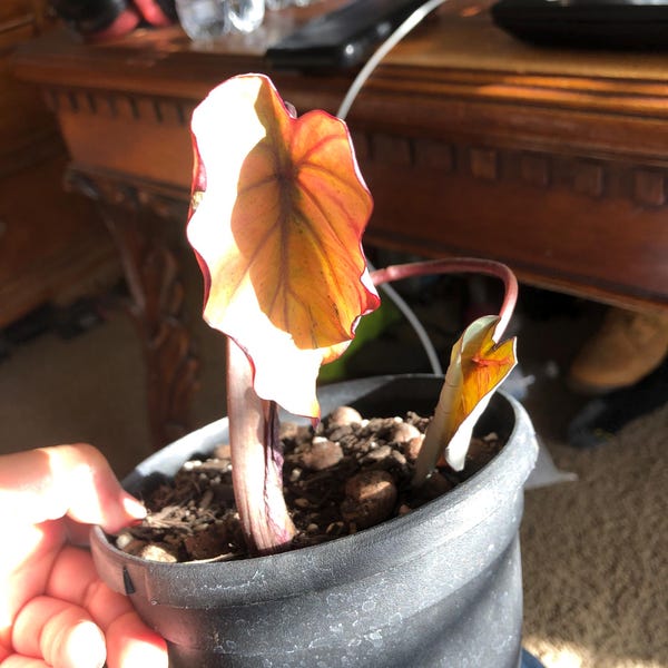 Black Magic Elephant Ear Plant Colocasia Esculenta Bulb, Rhizome, Tuber ...