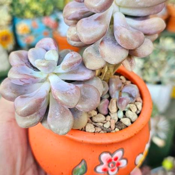 5" Live Succulent Plants, Graptopetalum Ellen, Easy Care Plants - Etsy