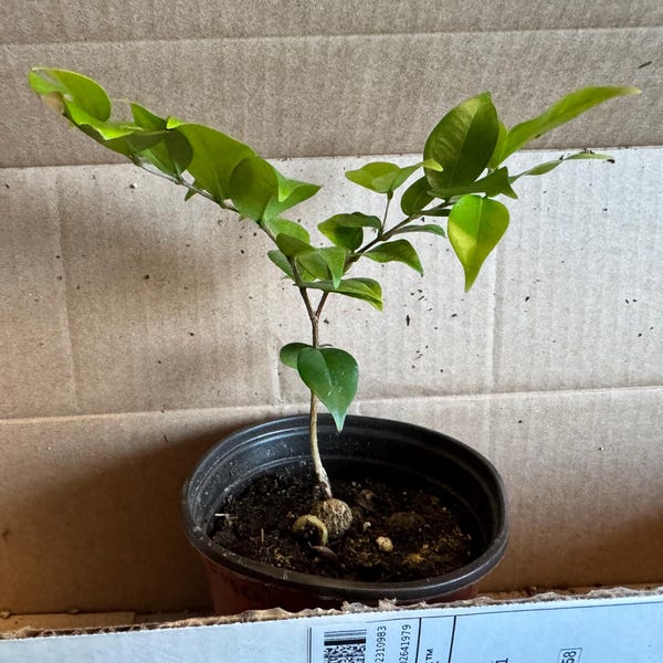 Veralu Ceylon Olive Tree Seedling elaeocarpus Serratus - Etsy