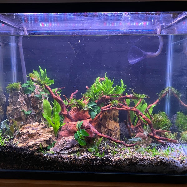 AZALEA REDMOOR ROOTS | Terrarium Supplies | Decorative Roots ...