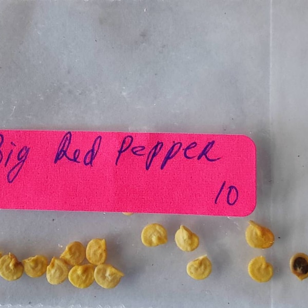 Big Red Peppers Seeds - Etsy