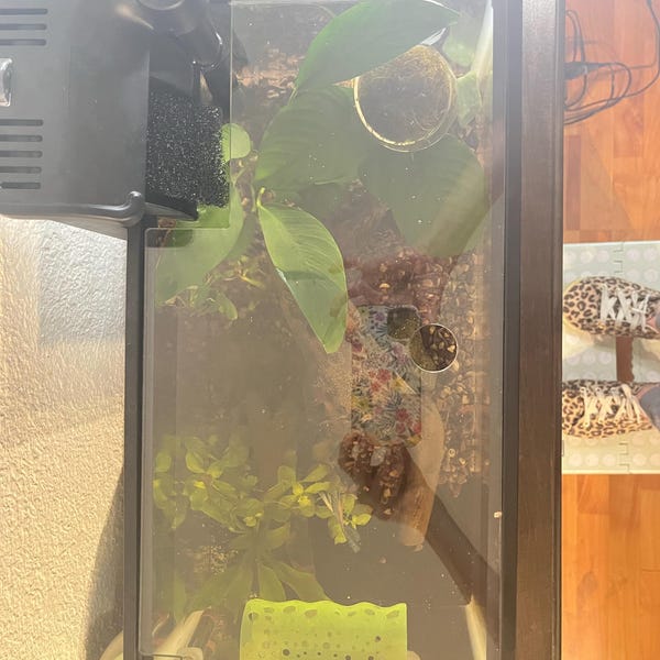 Acrylic Aquarium Lid: 2.5/5.5/10 Gallon | Clear Terrarium Cover ...