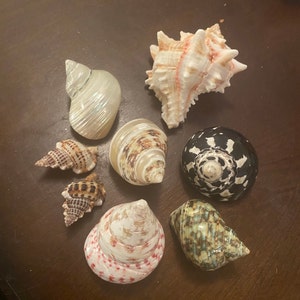 Cebu Beauty Snail Shells 1/23/4jewelry Seashell | Etsy