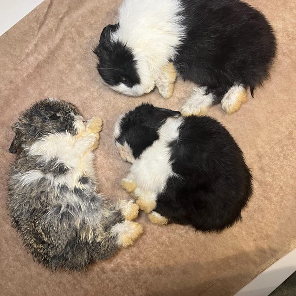 Freeze Dried Yak Feet (for One) - Taxidermy Yak, Deer Antlers ...