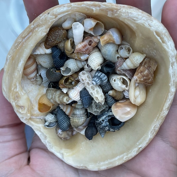 Bumble Bee Shells Bee Hive Shells Engina Mendicaria 1/4 1/2 Black and ...