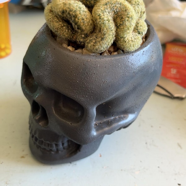 Brain Cactus Skull Succulent Arrangement - Etsy