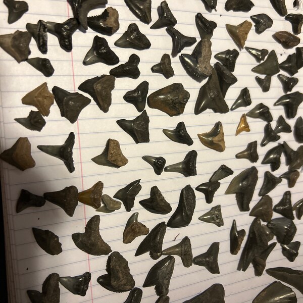 Set of Six Fossilized Turtle Shell Elements top Shell Pieces Miocene to ...