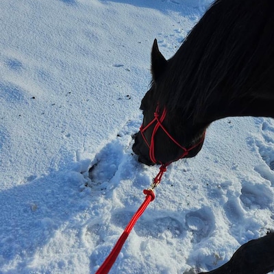 Custom 9 Strand Braided Barrel Reins, Loop Reins - Etsy