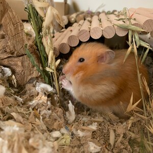 Hamster Hideout Syrian Hamster Bamboo House Hamster Supplies - Etsy