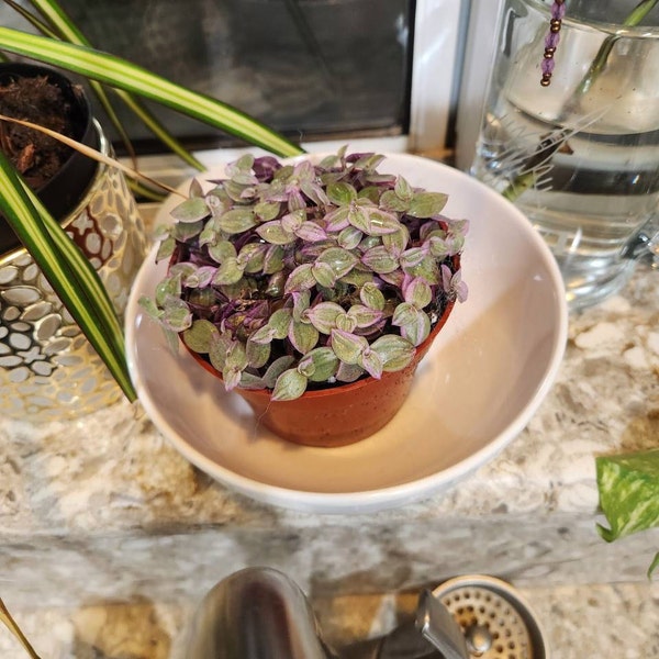 Sedum Dasyphyllum Major Blue Tears Sedum Live Succulent Plants 2" 4” 6 ...