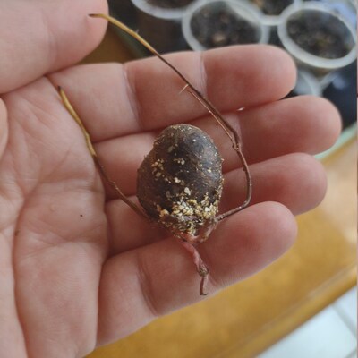 Marang Seeds Terap Artocarpus Odoratissimus Tropical Fruit Tree Seeds ...