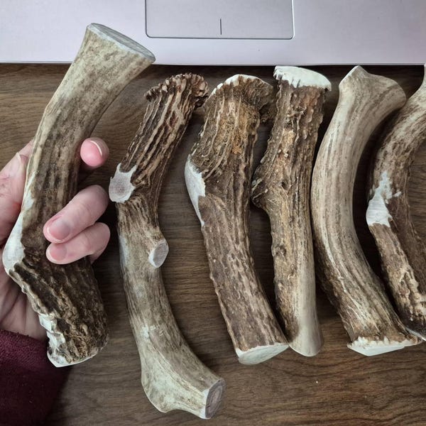 Deer Antler Toggle: Naturally Shed Deer Antler Toggle, One Toggle ...