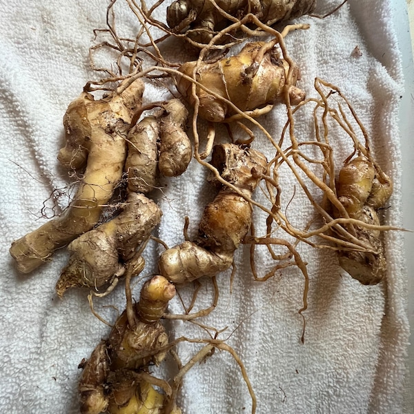 2 LIVE Colocasia Esculenta Root Bulbs for Planting, Elephant Ear, Taro ...