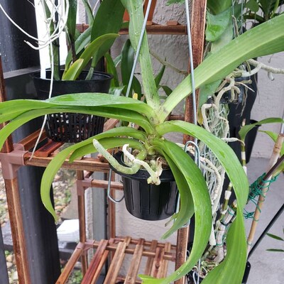 Orchid Rlc. Toshie's Magic 'doris'2 Pot Inch Blooming 1-2 Yrs - Etsy