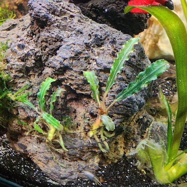 BUY 2 GET 1 FREE Bucephalandra Buce Godzilla Kedagang Red Easy Live ...