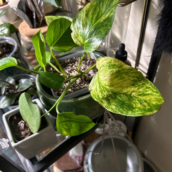 Philodendron White Princess #2 Starter Plant (ALL STARTER PLANTS ...