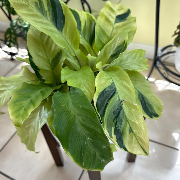 Calathea Yellow Fusion - Live Tropical Indoor Houseplant – Low ...