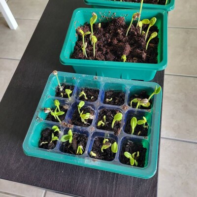 Millingtonia Tree Seed Indian Cork Tree Seed Tree Jasmine Seed Kasalong ...