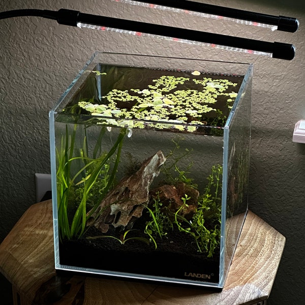 Dwarf Sag, Sagittaria Subulata, Live Aquarium/aquatic/foreground Plant ...