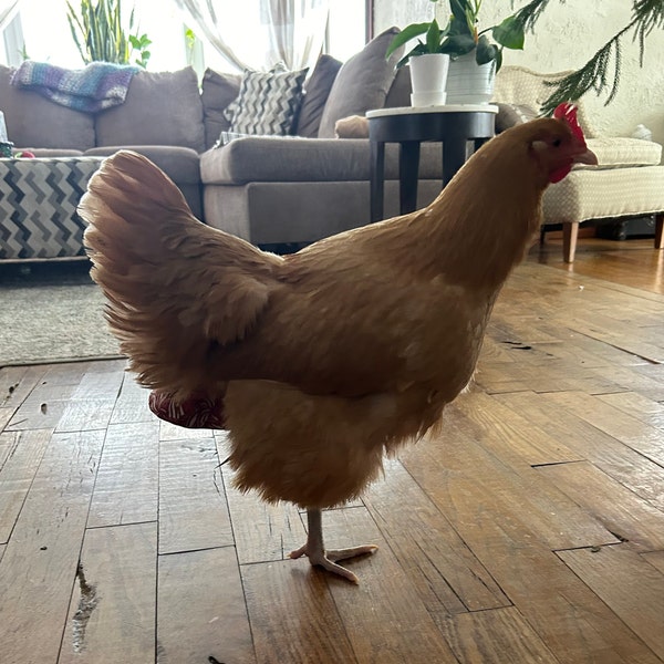 Bloomies Early Bird (chicken Diaper) - Etsy