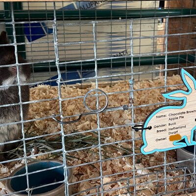 Market Barrow Hog Pig Show Award for Livestock Show Expo 4H Trophy - Etsy