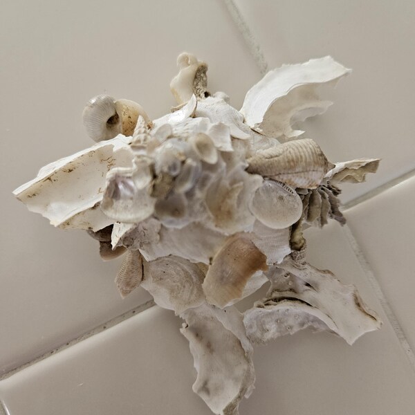 100 Real SEA SHELLS Arts Crafts Wedding Jewelry Seashell Scrapbook Art ...