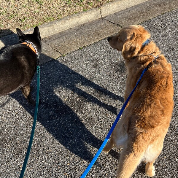 Trailblazer Customizable Braided Biothane® Dog Leash, Dog Lead ...