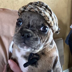 Extra Small or Small Dog Newsboy Cap hat - Etsy