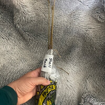 Roemers Fescue festuca Roemeri .5 Gram, 500 Seeds - Etsy