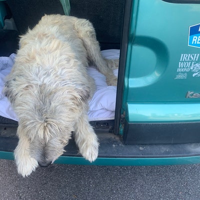 Xoloitzcuintle on Board Car Window Sticker Xolo Dog Sign Decal Mexican ...