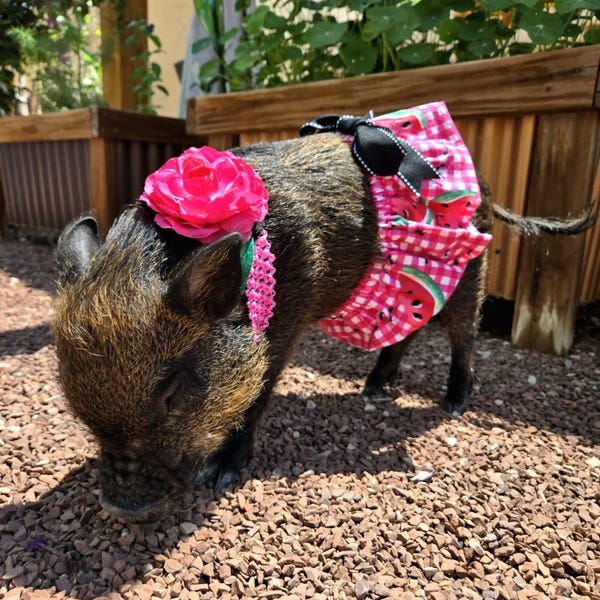 Skirt & Matching Bow Neck-band! Mini Pig Clothes, Pot Belly Pig Clothes ...