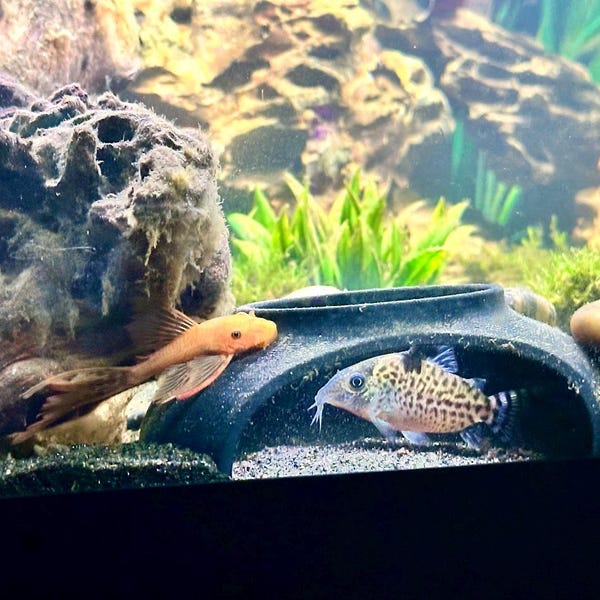 Bottom Dweller Aquarium Cave, Kuhli Loach Dojo Loach Corydoras Catfish ...
