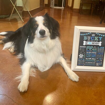 Dog Birthday Chalkboard Sign, Dog Party, Pet 1st Birthday Chalkboard ...