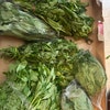 Green SEEDS african Spinach, Efo Tete, Callaloo, Amaranthus Hybridus ...