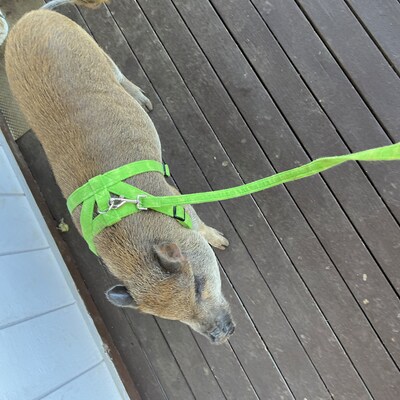 Cotton Mini Pig Harness You Choose Fabric - Etsy