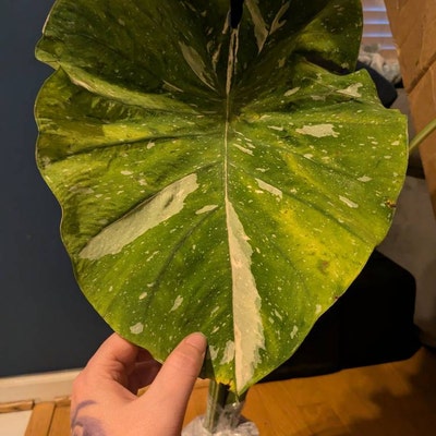 Bambusa lady Finger Clumping, Non-invasive Bamboo Plant Large 1 Gallon ...