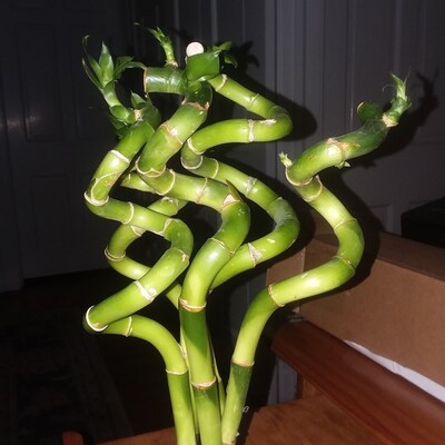 Set of 5 Curly Spiral Lucky Bamboo at 30 Inches, 24 Inches, 18 Inches ...