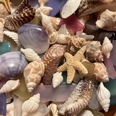 Millipede Spider Conch Shell Lambis Millepeda Spike Legs Pointed Spines ...