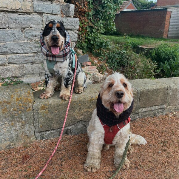 Waterproof Coat made to Measure for Cocker Spaniels, Redgranate - Etsy