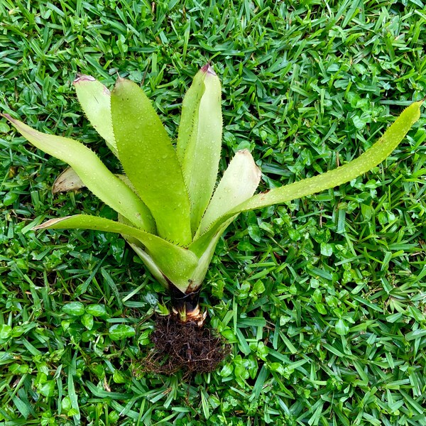 Bromeliad Portea jungles Small Pup - Etsy