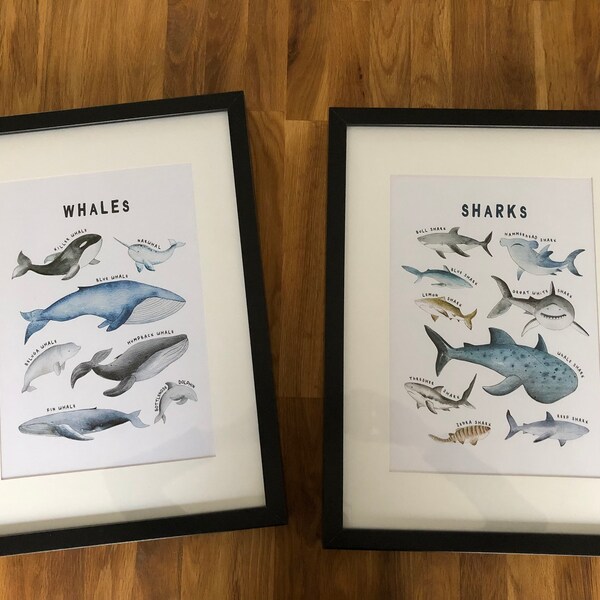 Educational Prints, Whales and Sharks Species, Ocean Sea Wall Art ...
