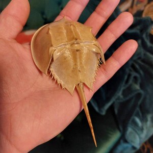 Angel/shell Angel/guardian Angel/ Sanibel Shell Ornament - Etsy